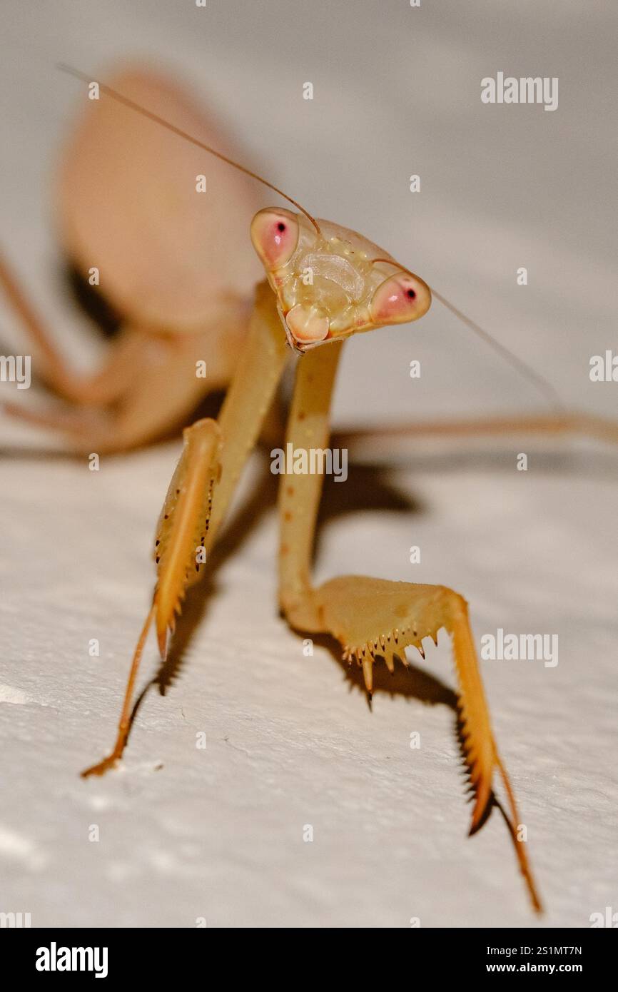 South African Mantis (Miomantis caffra Stock Photo - Alamy