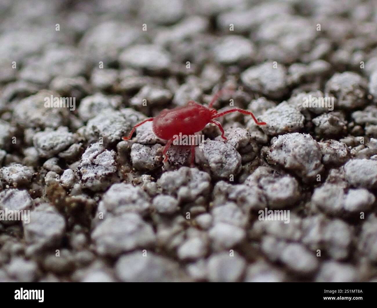 Trombidiform Mites (Trombidiformes Stock Photo - Alamy