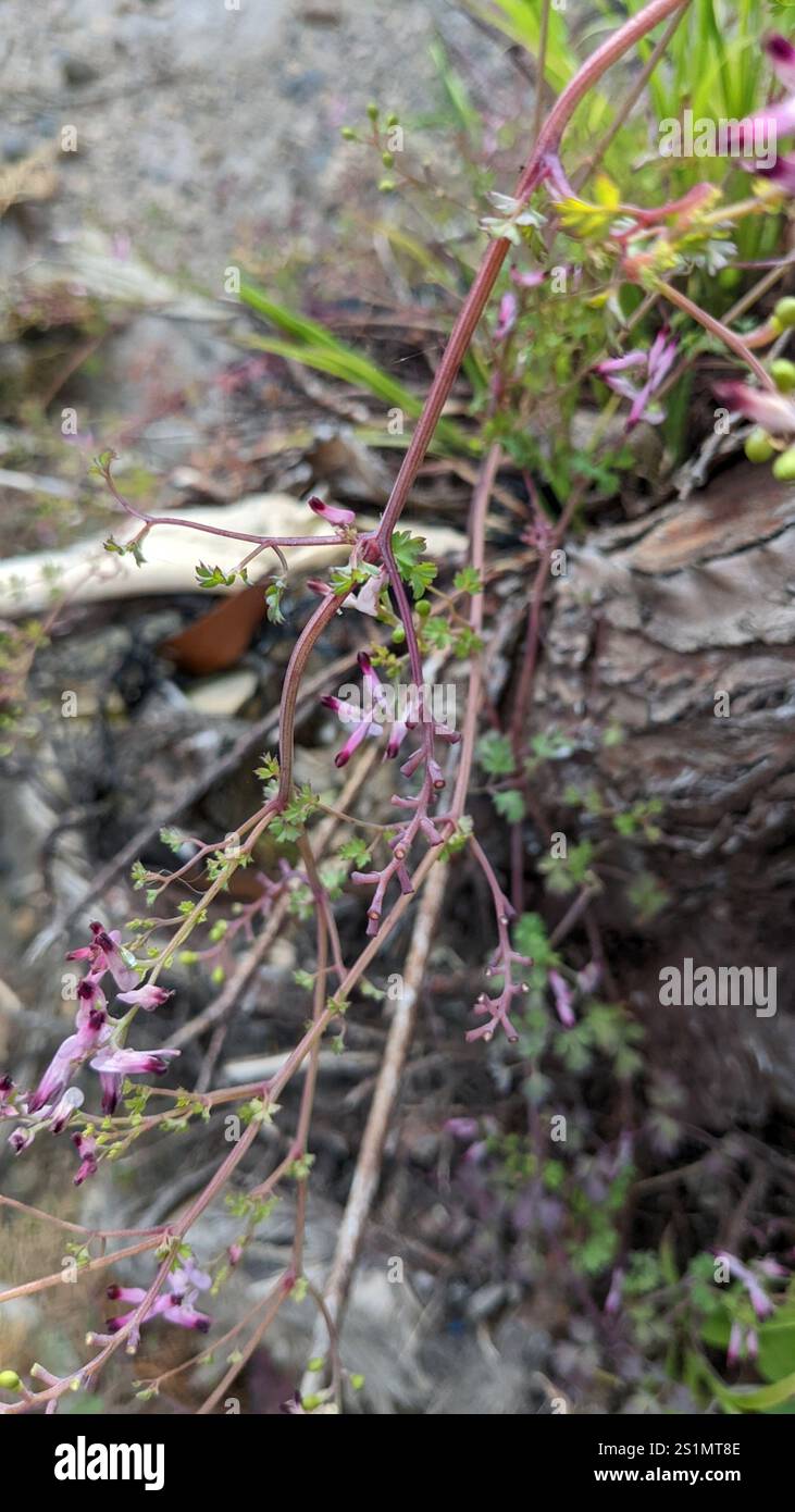 Common ramping fumitory hi-res stock photography and images - Alamy