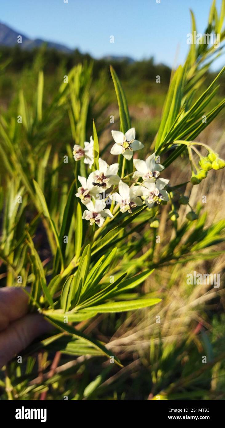 Narrow-leaf Cotton Bush (Gomphocarpus fruticosus Stock Photo - Alamy
