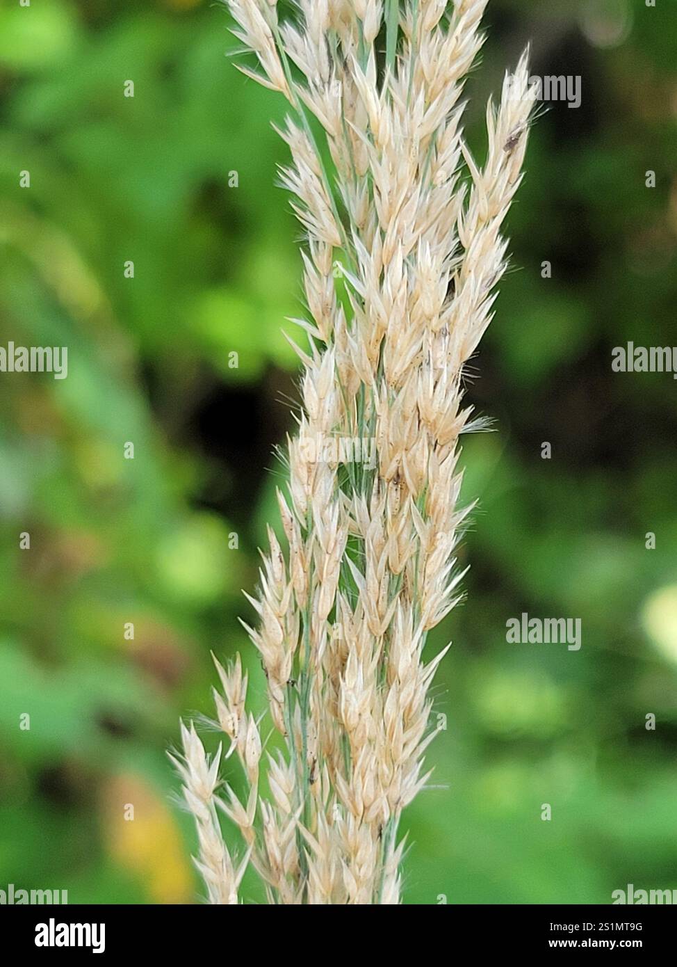 canadian bluejoint (Calamagrostis canadensis Stock Photo - Alamy