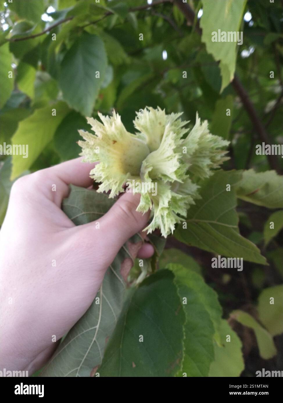 American hazelnut (Corylus americana Stock Photo - Alamy