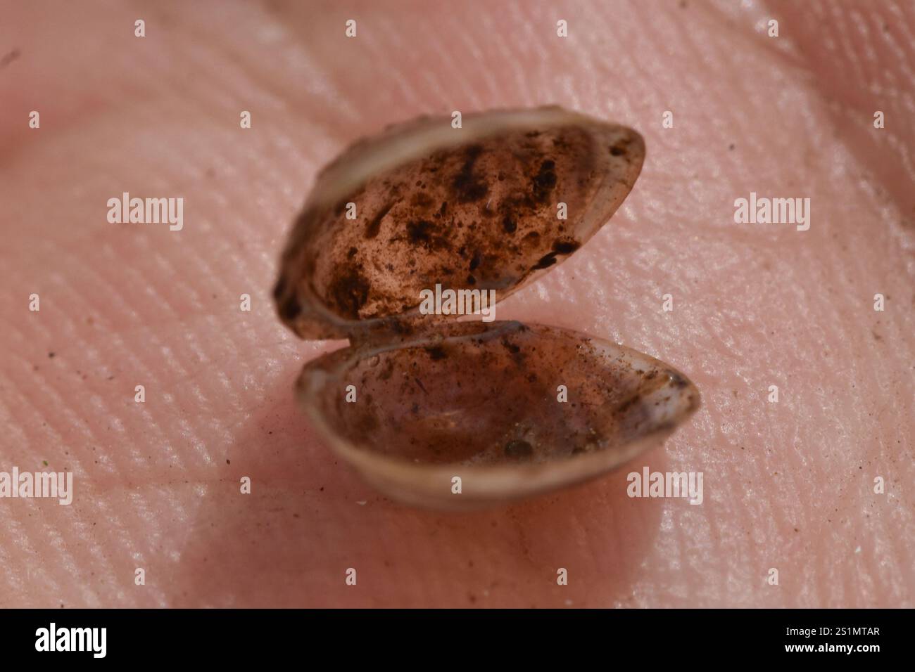 Rhomboid Fingernailclam (Sphaerium rhomboideum Stock Photo - Alamy