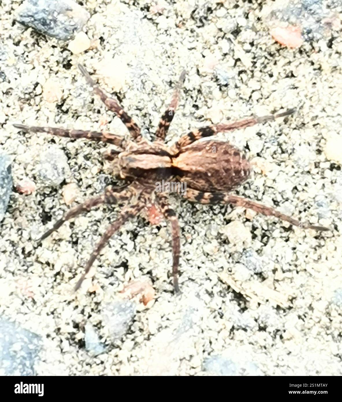 Fox Spiders (Alopecosa Stock Photo - Alamy