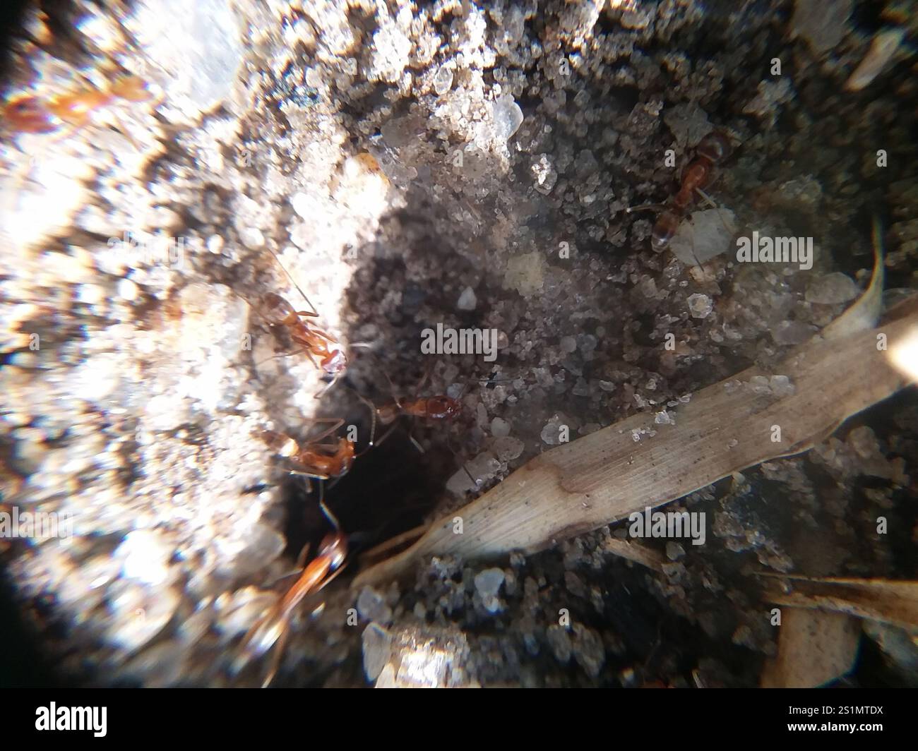 Buren's Pyramid Ant (Dorymyrmex bureni Stock Photo - Alamy