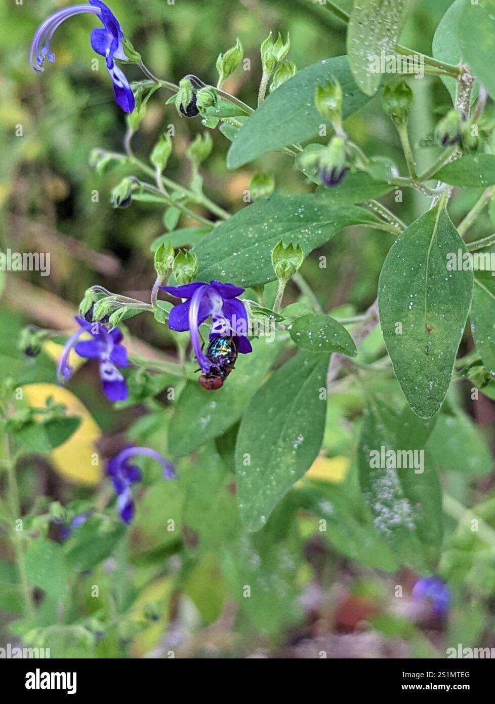 Violet Bromeliad Fly (Copestylum barei Stock Photo - Alamy