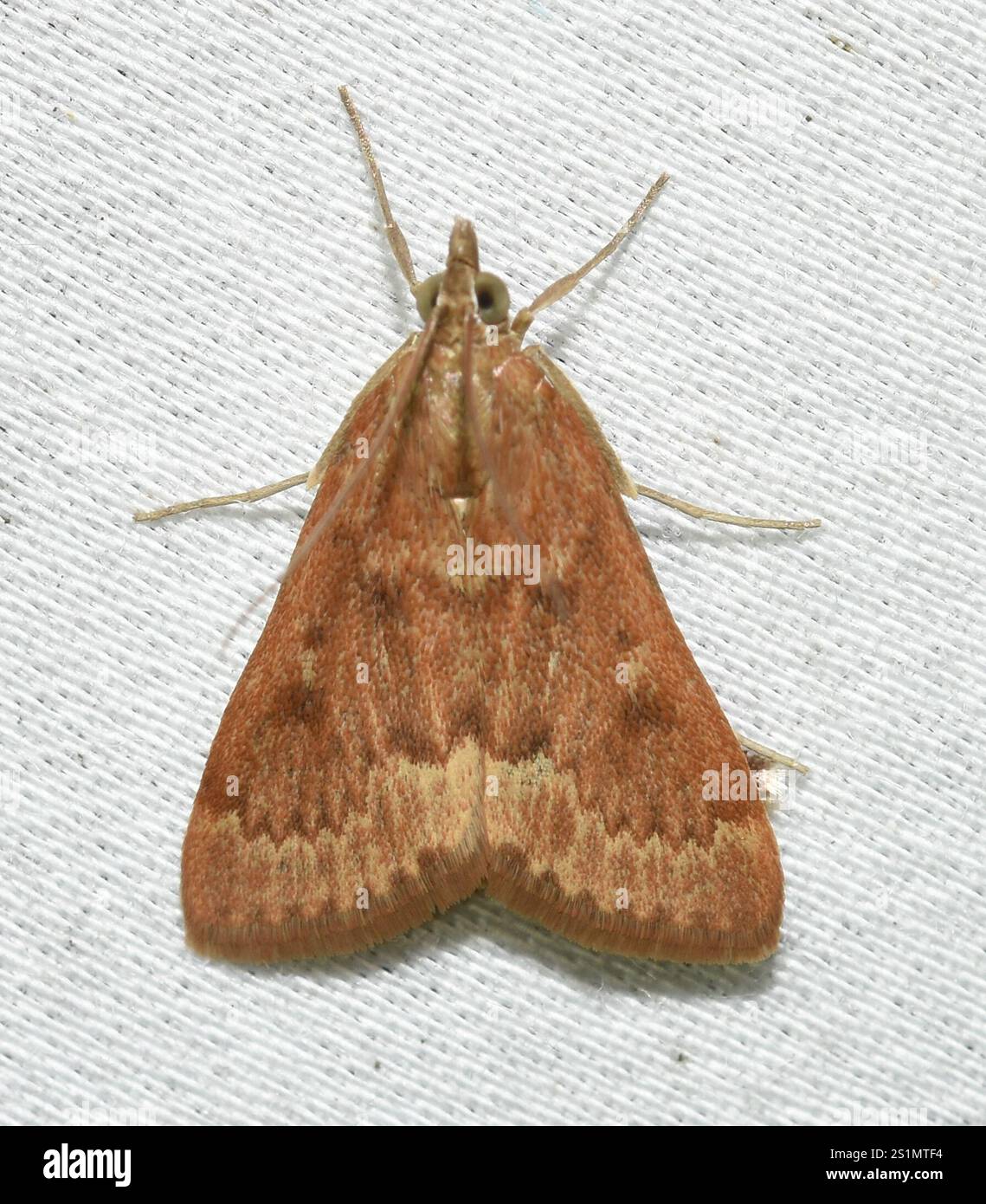 Garden Webworm Moth (Achyra rantalis Stock Photo - Alamy