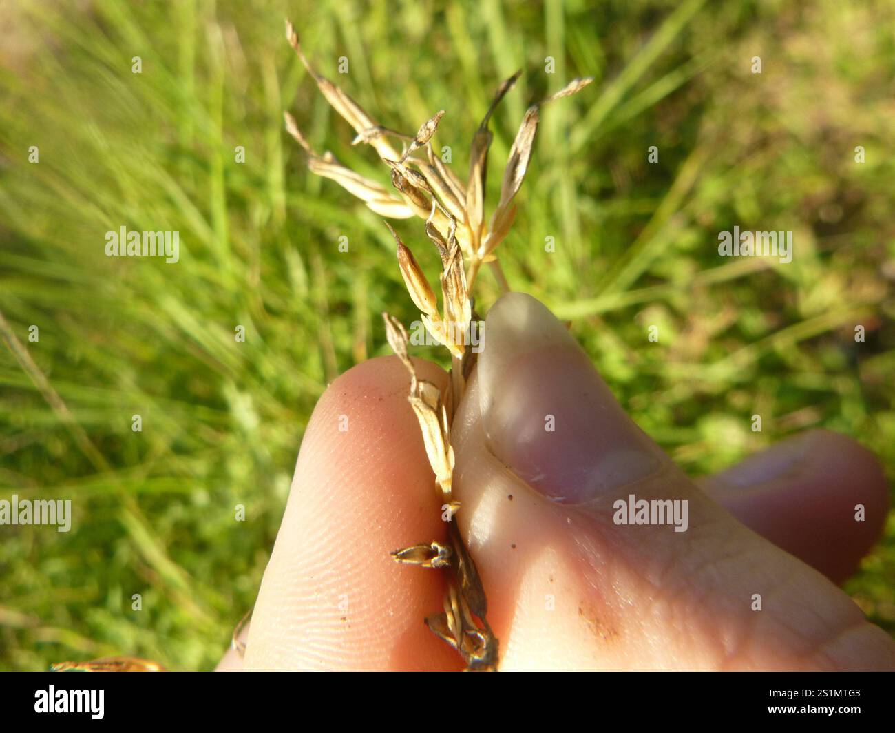 Lesser Centaury (Centaurium pulchellum Stock Photo - Alamy
