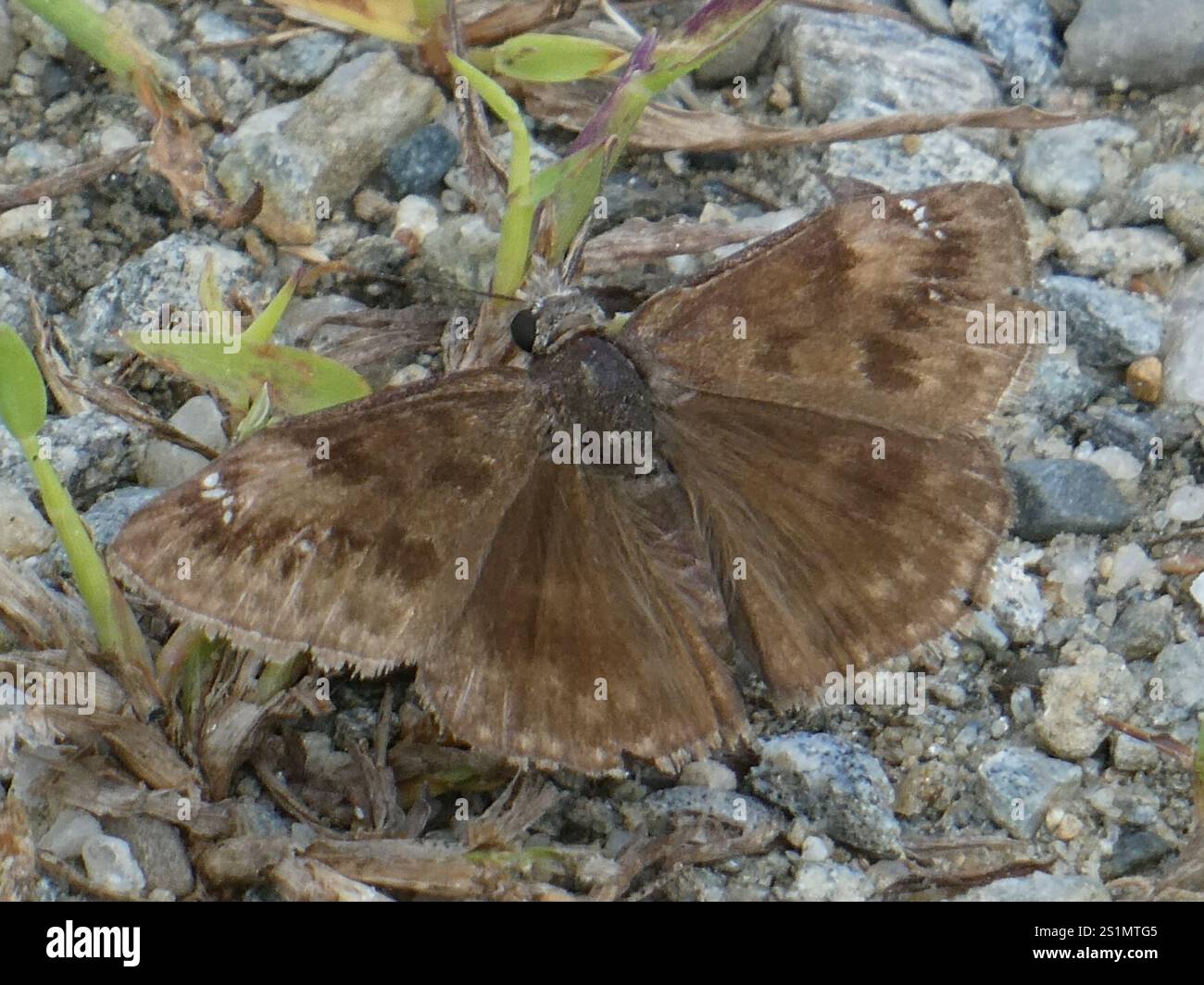 Wild Indigo Duskywing (Erynnis baptisiae Stock Photo - Alamy