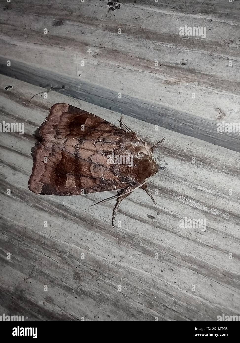 Bronzed Cutworm Moth (Nephelodes minians Stock Photo - Alamy