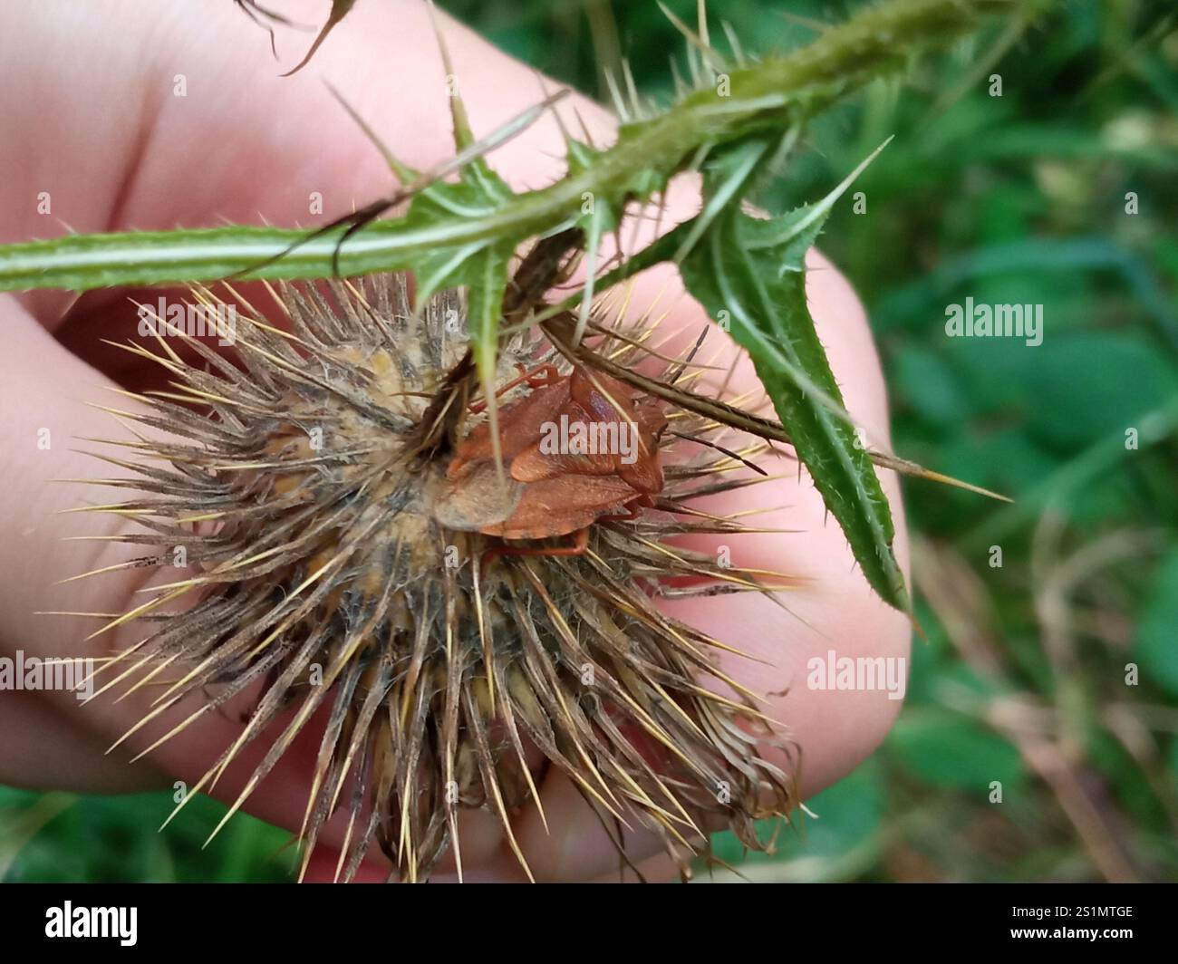 Black-shouldered Shieldbug (Carpocoris purpureipennis Stock Photo - Alamy