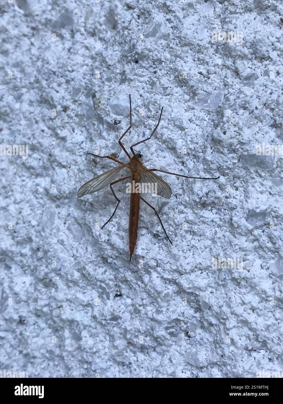 Typical Crane Flies (Tipuloidea Stock Photo - Alamy