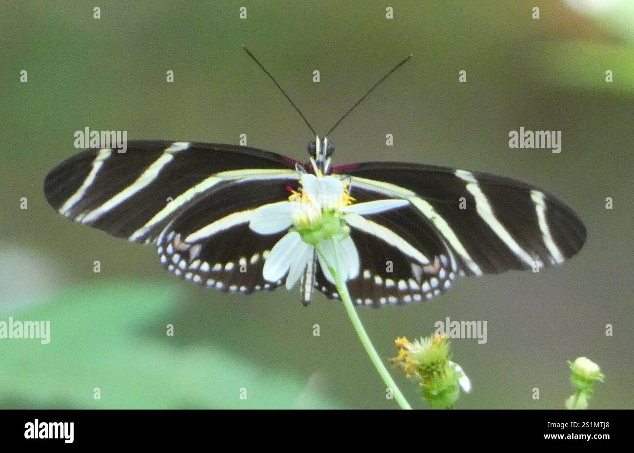 Zebra Longwing (Heliconius charithonia Stock Photo - Alamy