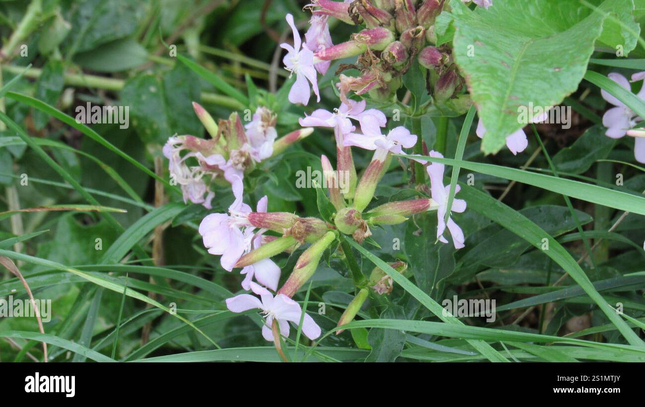 common soapwort (Saponaria officinalis Stock Photo - Alamy