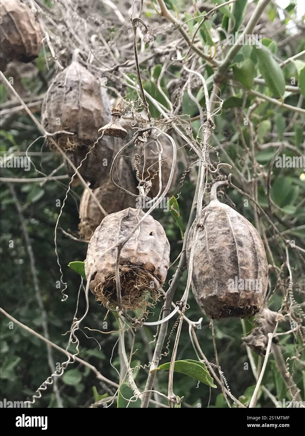 angled luffa (Luffa acutangula Stock Photo - Alamy