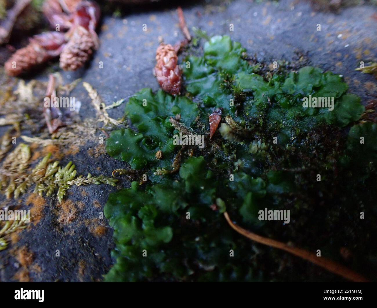 greasewort (Aneura pinguis Stock Photo - Alamy