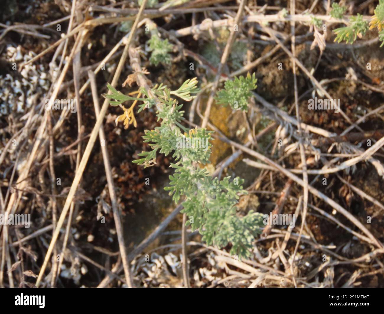 fringed sagebrush (Artemisia frigida Stock Photo - Alamy