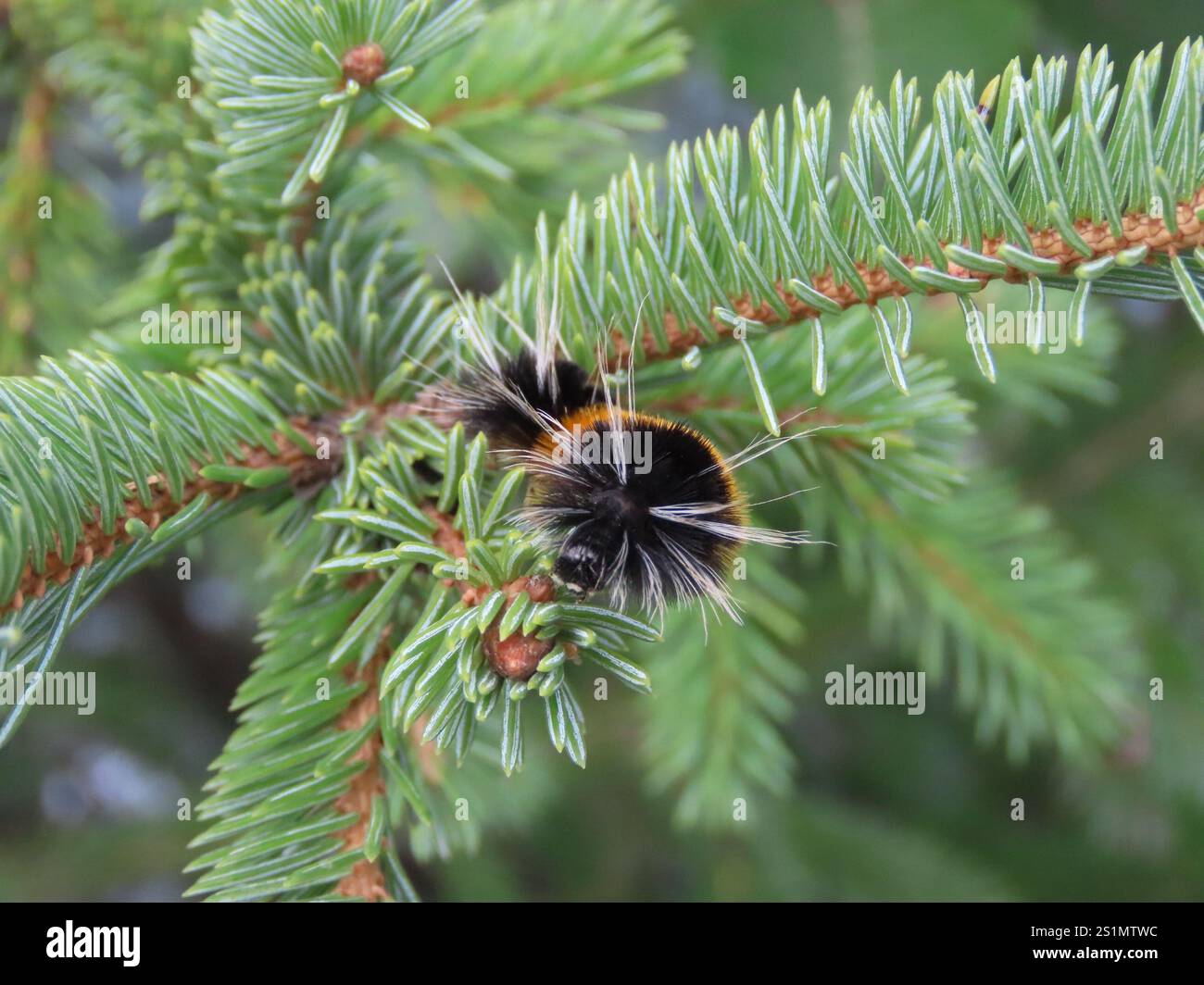Spotted Tussock Moth (Lophocampa maculata Stock Photo - Alamy