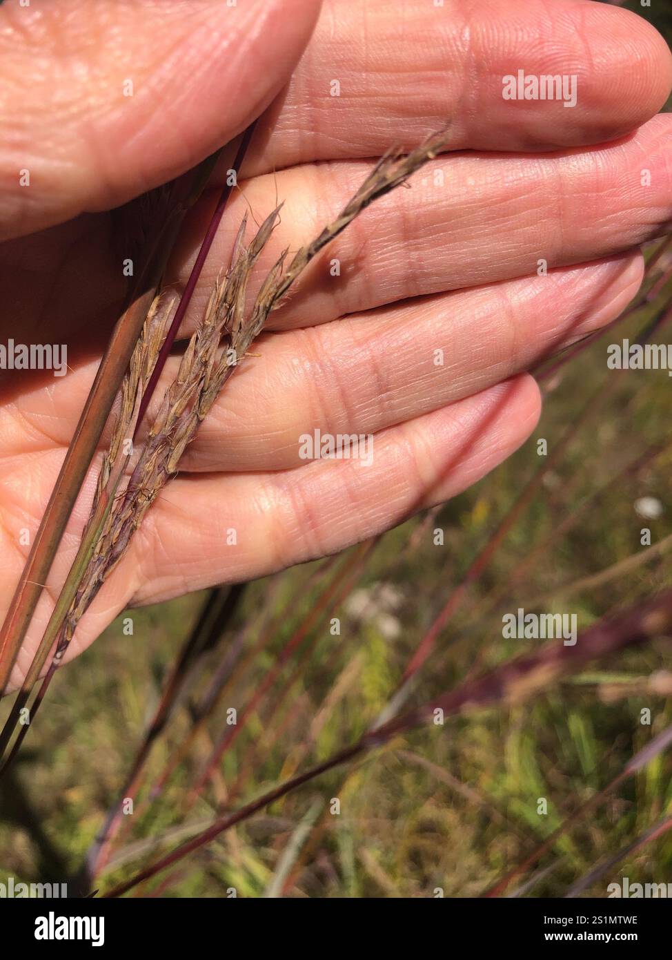 bluestems, lemon grasses, silvergrasses, and allies (Andropogoneae ...