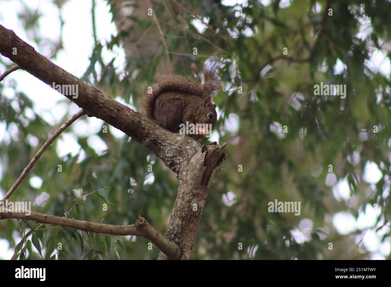 Brazilian Squirrel (Sciurus brasiliensis Stock Photo - Alamy