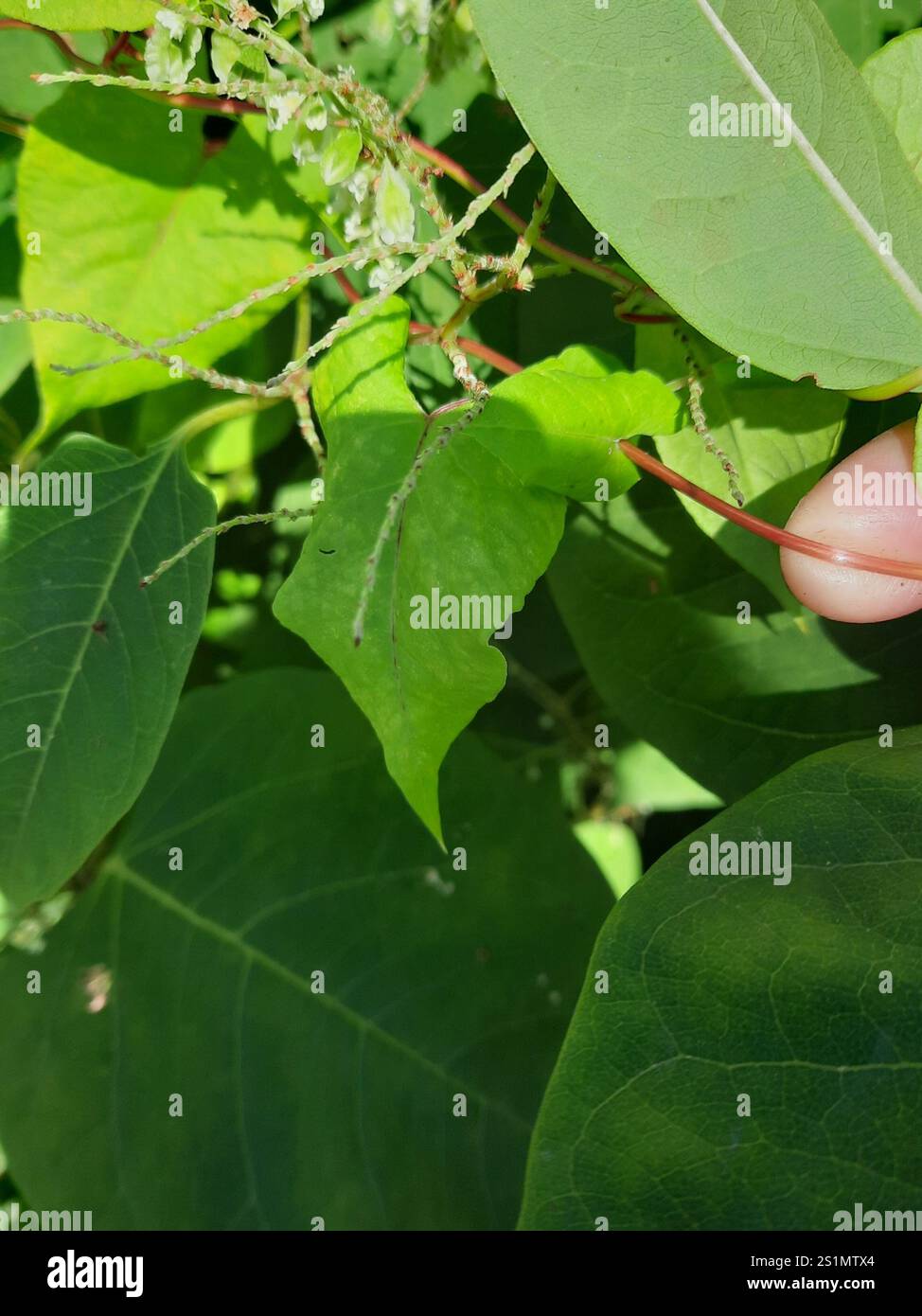 climbing false buckwheat (Fallopia scandens Stock Photo - Alamy