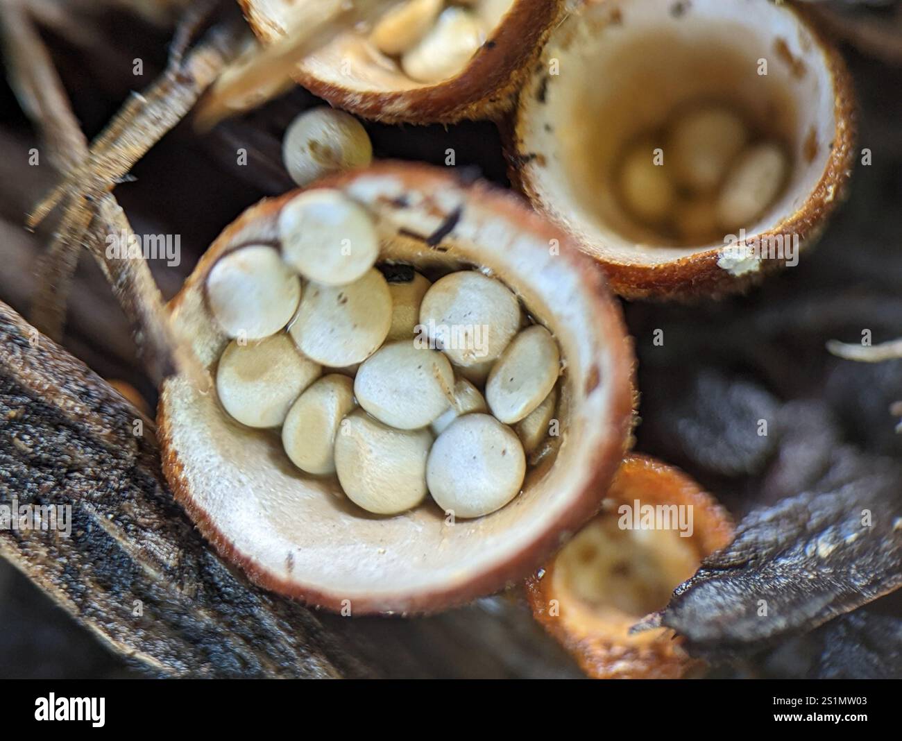common bird's nest fungus (Crucibulum laeve Stock Photo - Alamy