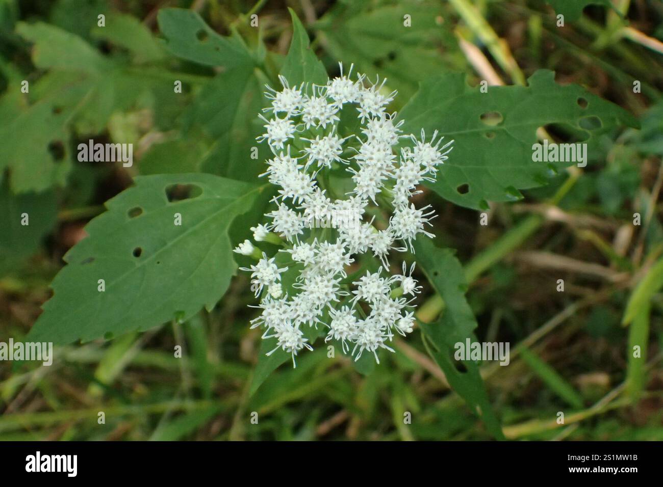 white snakeroot (Ageratina altissima Stock Photo - Alamy