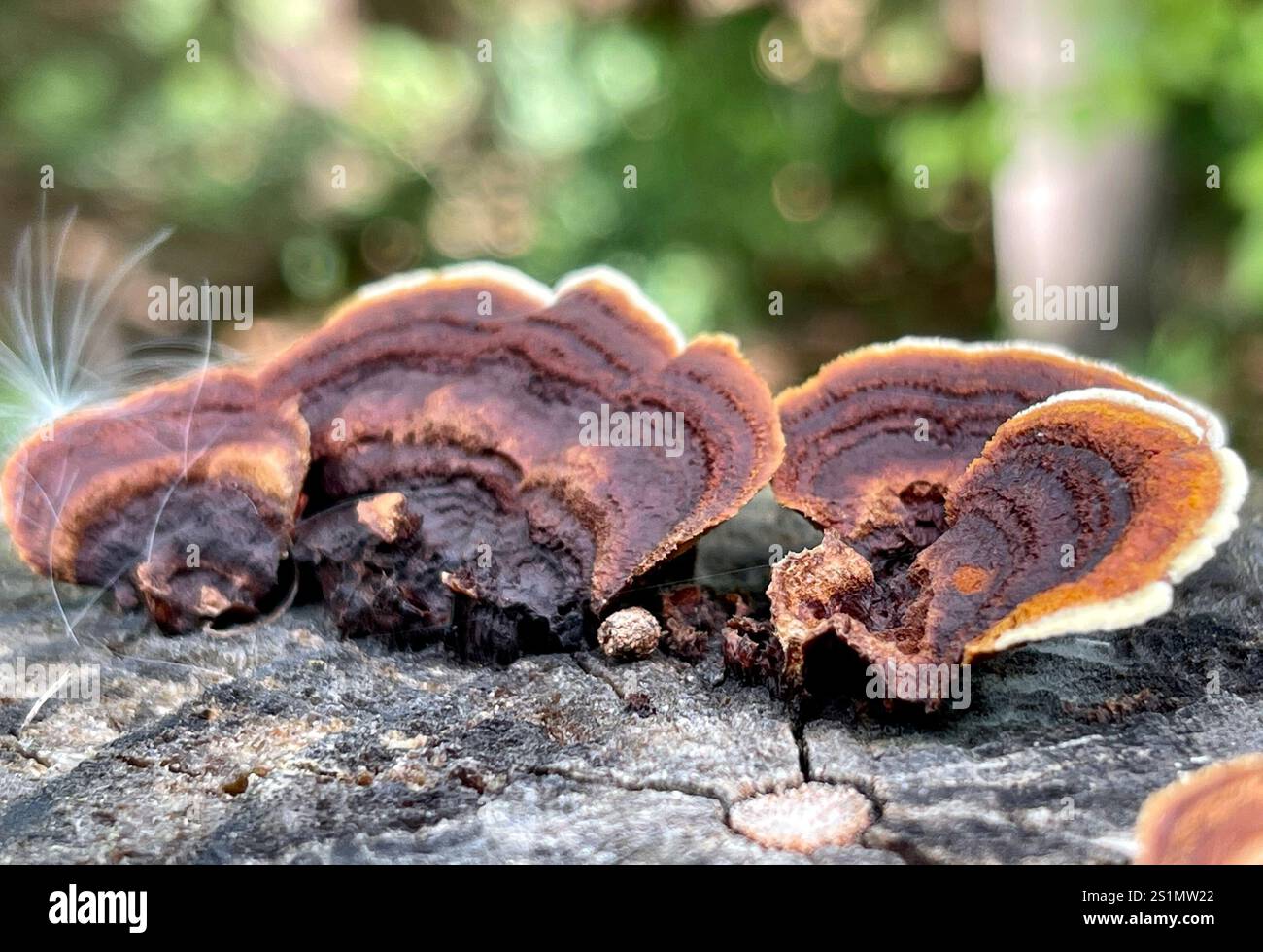 Conifer Mazegill (Gloeophyllum sepiarium Stock Photo - Alamy