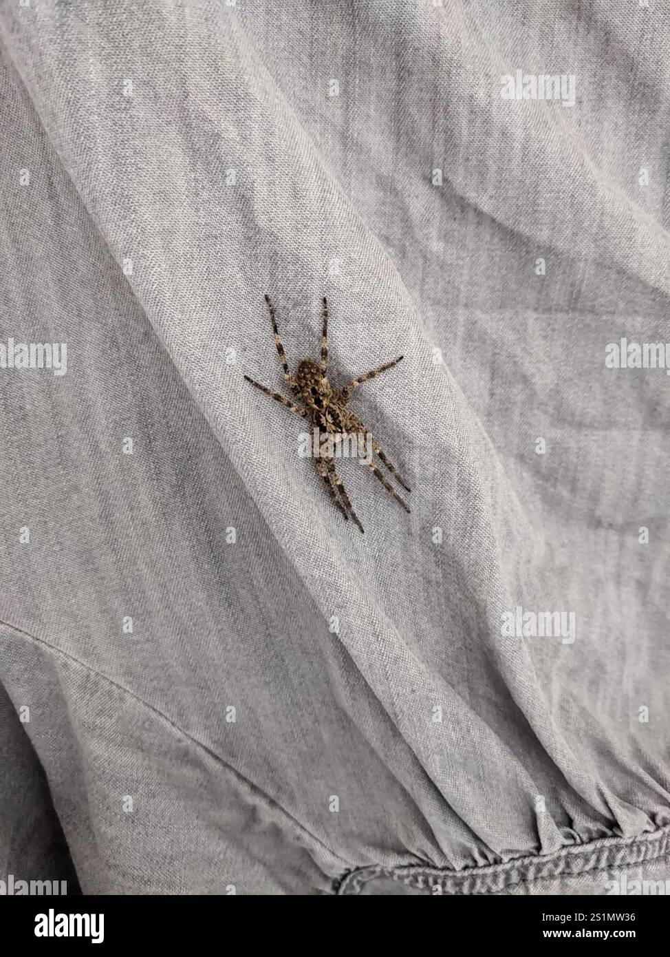 Mediterranean Spiny False Wolf Spider (Zoropsis spinimana Stock Photo ...