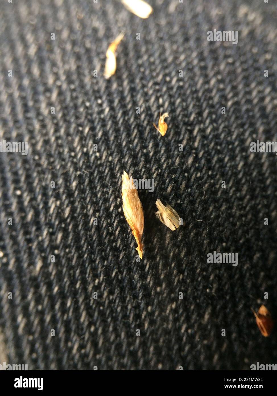 common spikerush (Eleocharis palustris Stock Photo - Alamy