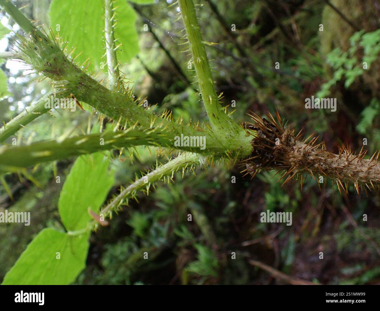 Devil's Club (Oplopanax horridus Stock Photo - Alamy