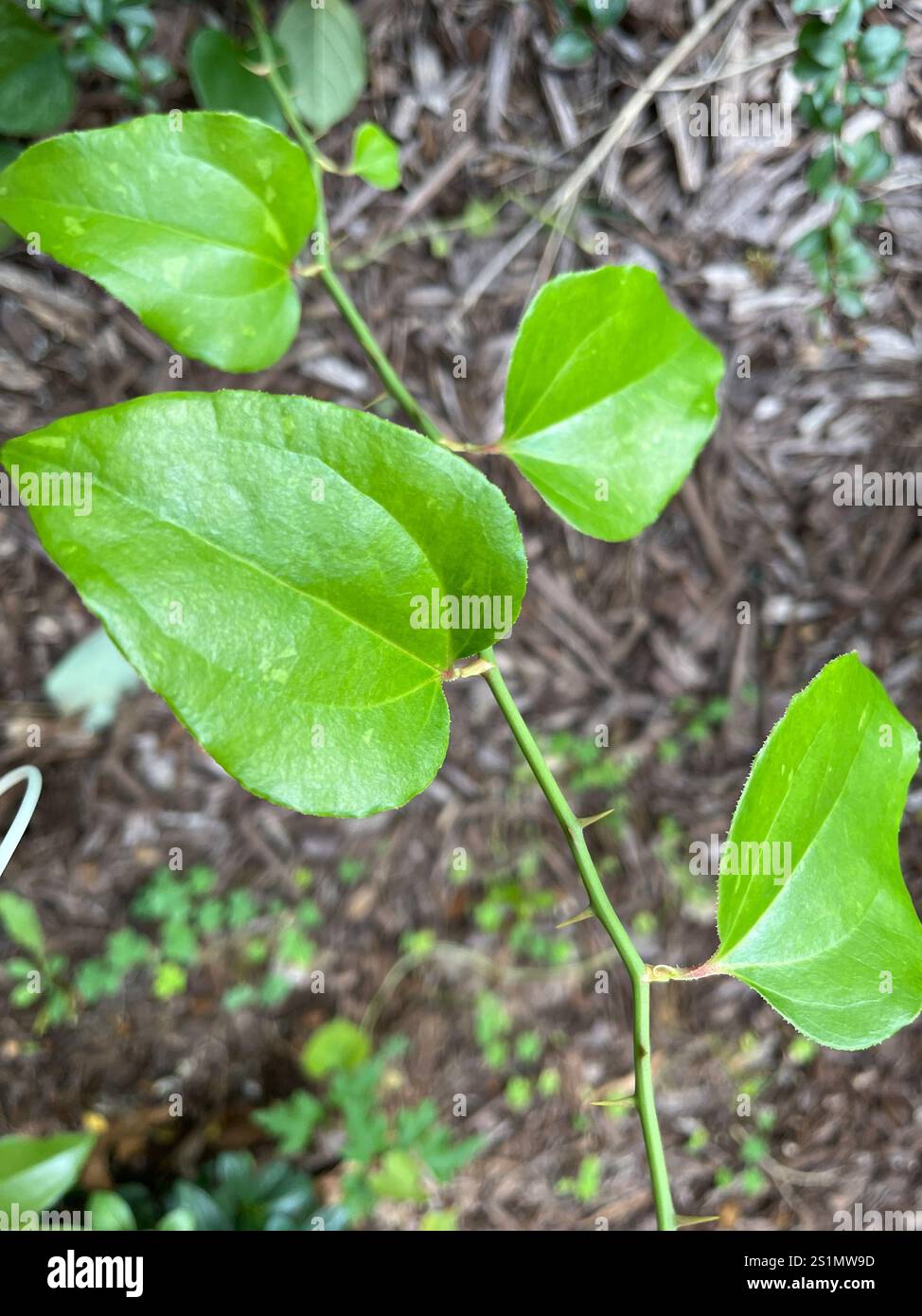 roundleaf greenbrier (Smilax rotundifolia Stock Photo - Alamy