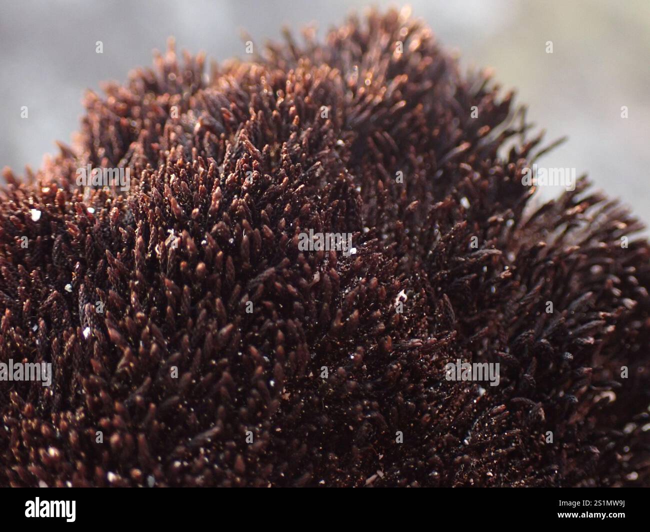 Black Rock Moss (Andreaea rupestris Stock Photo - Alamy