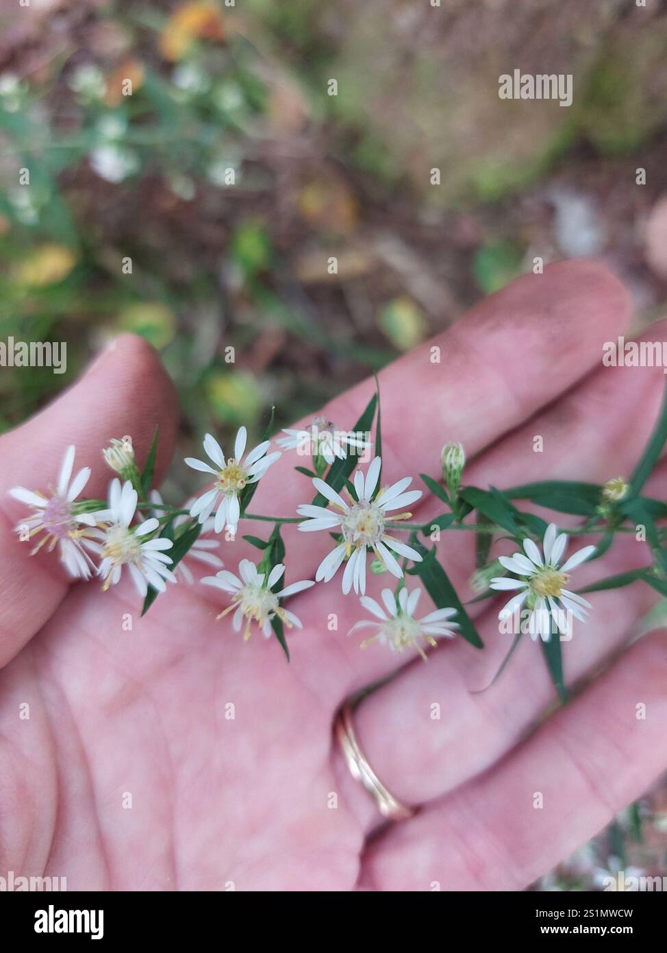 calico aster (Symphyotrichum lateriflorum Stock Photo - Alamy