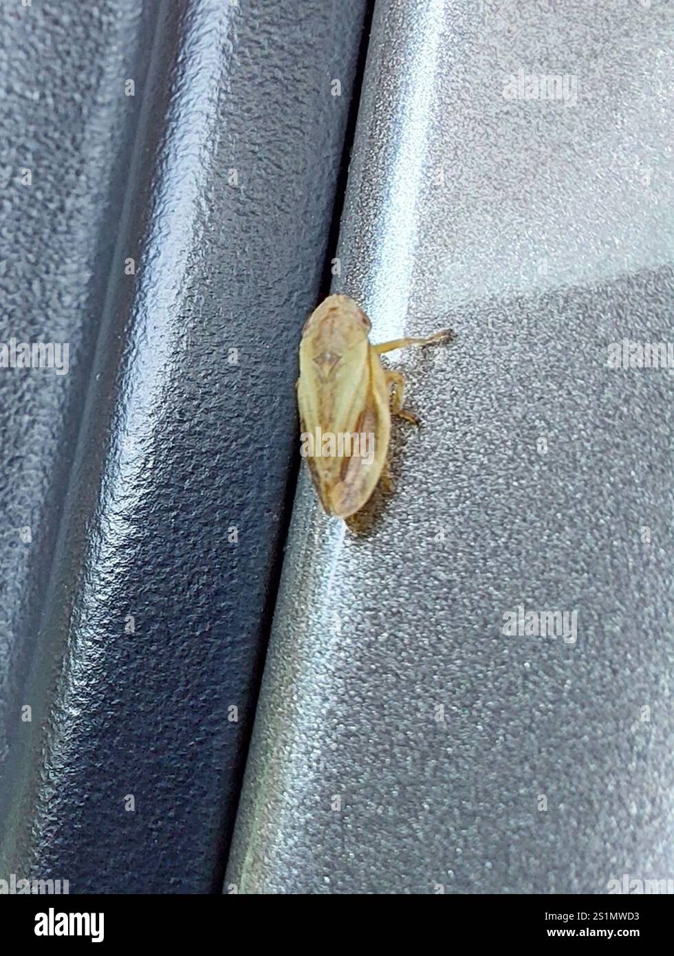 Meadow Spittlebug (Philaenus spumarius Stock Photo - Alamy