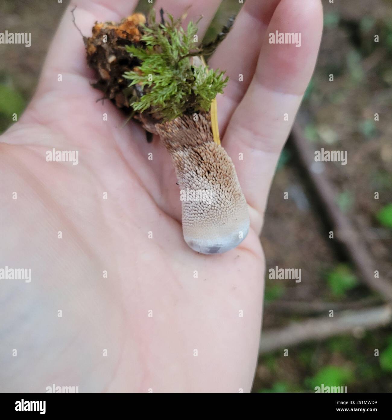 Blue Tooth (Hydnellum caeruleum Stock Photo - Alamy