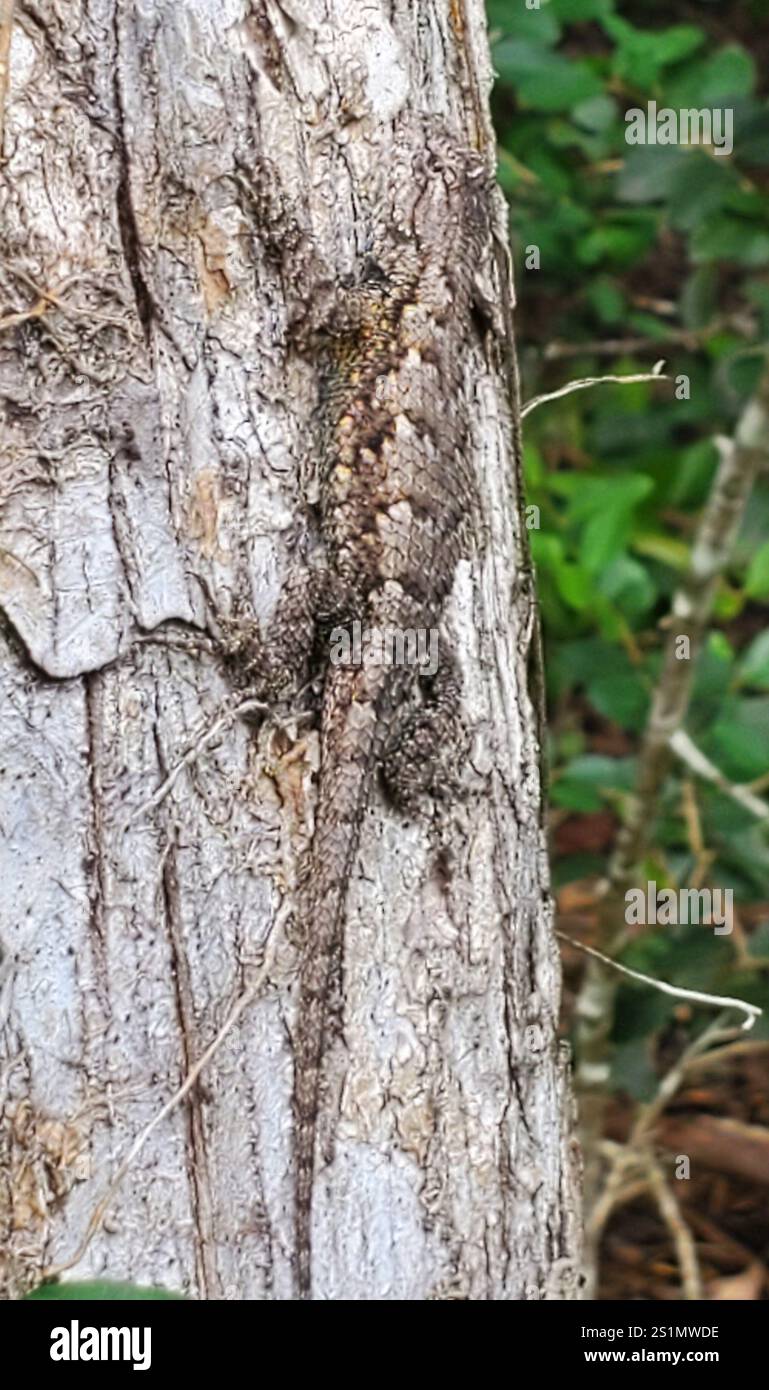 Eastern Fence Lizard (Sceloporus undulatus Stock Photo - Alamy