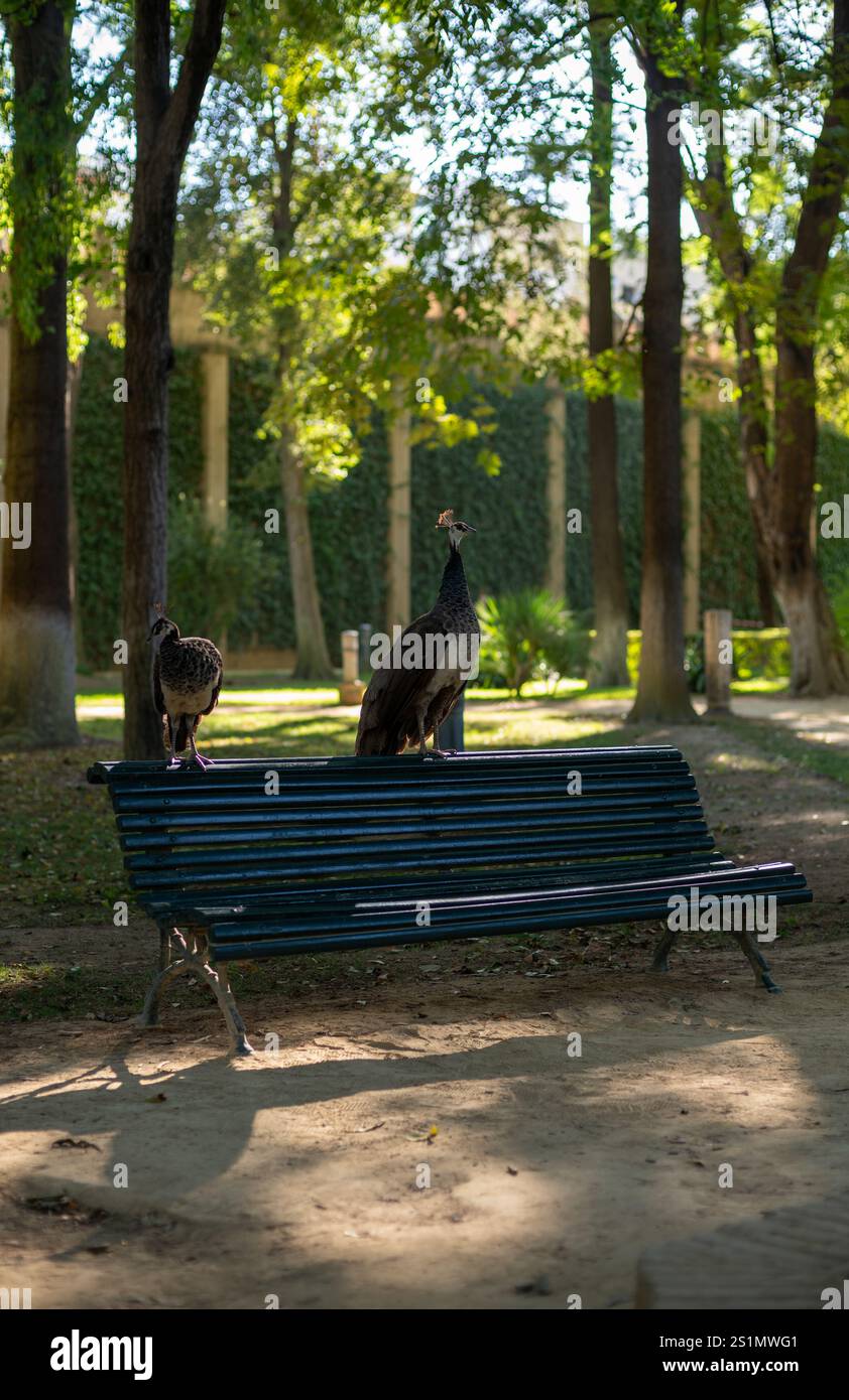 Green public park with large trees, lot of shadow, colourful peacocks ...