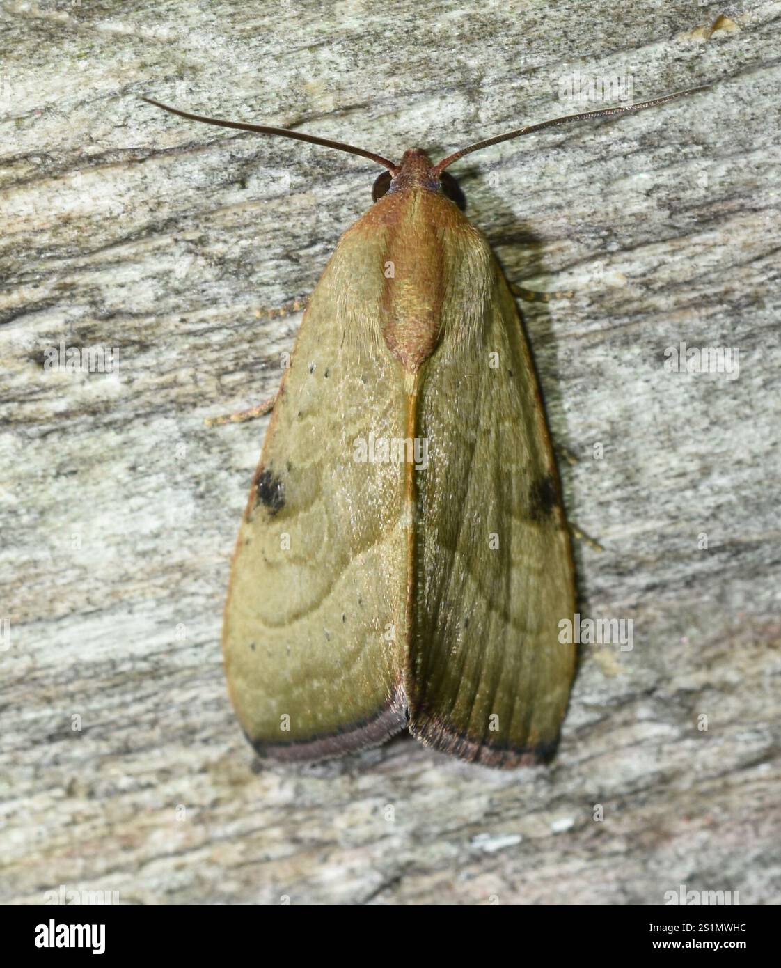 Wedgling Moth (Galgula partita Stock Photo - Alamy