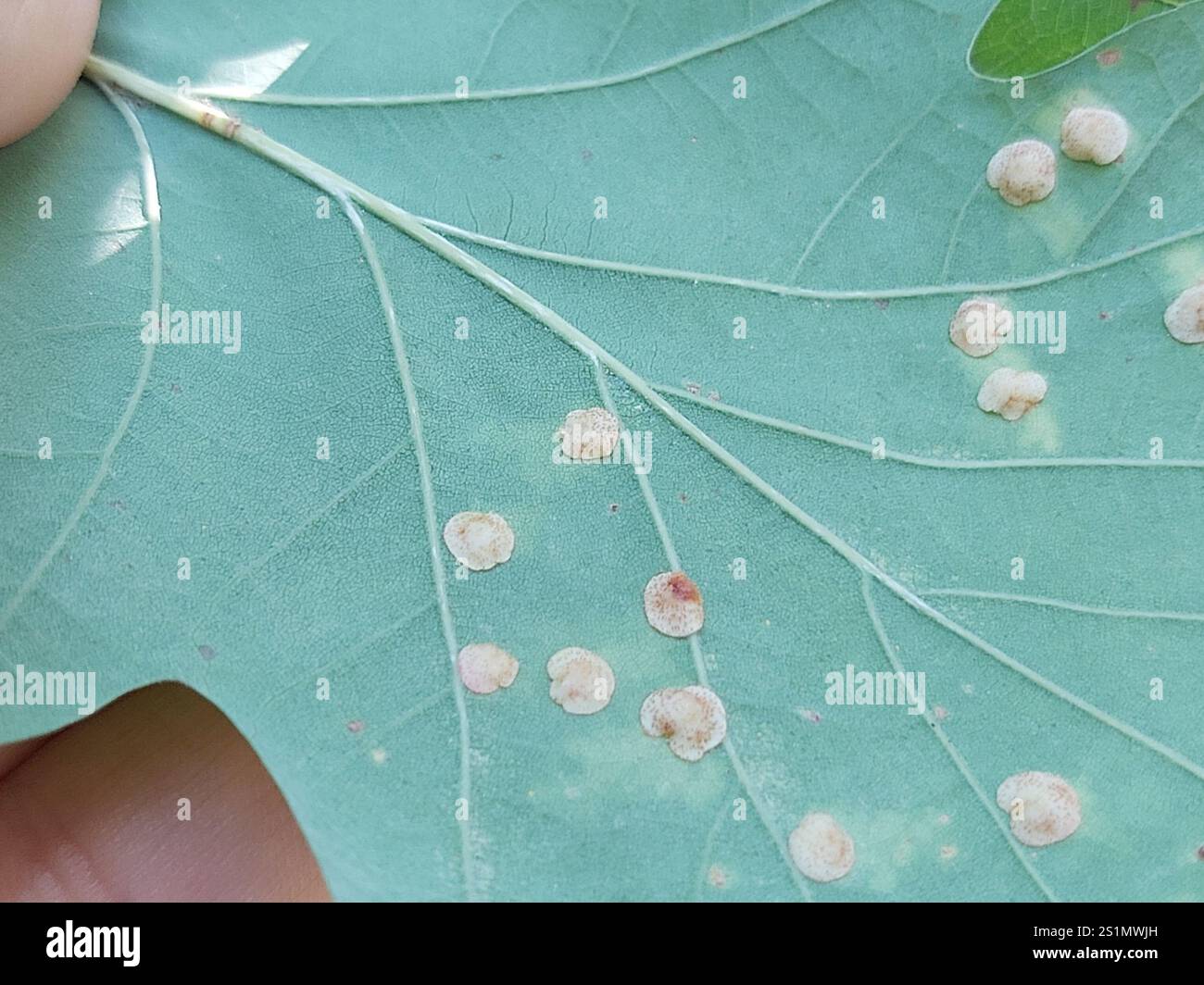 Common Spangle Gall Wasp (Neuroterus quercusbaccarum Stock Photo - Alamy