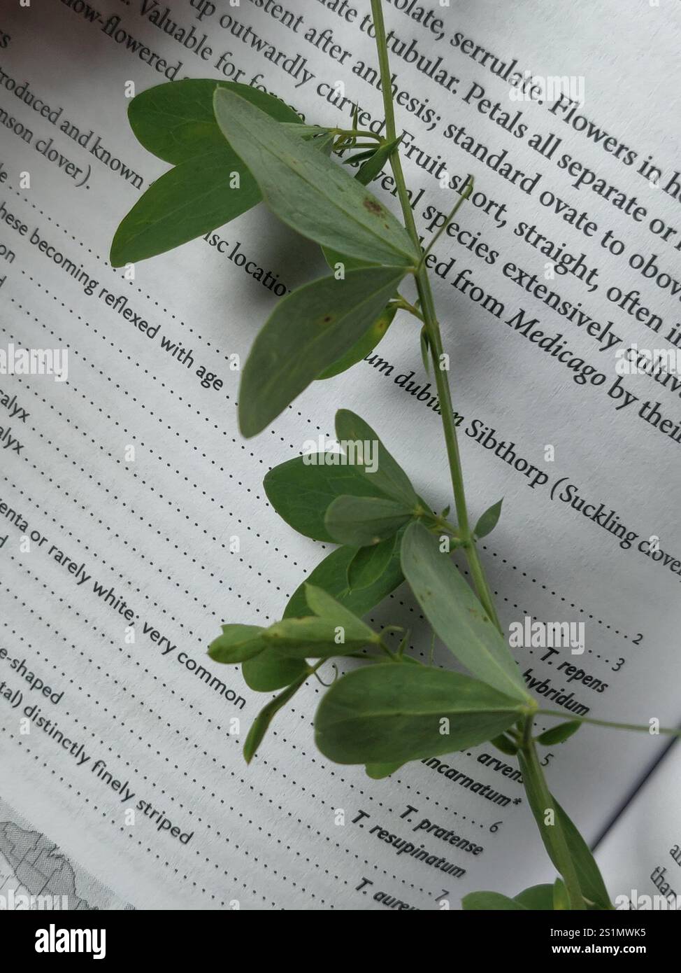 tuberous pea (Lathyrus tuberosus Stock Photo - Alamy