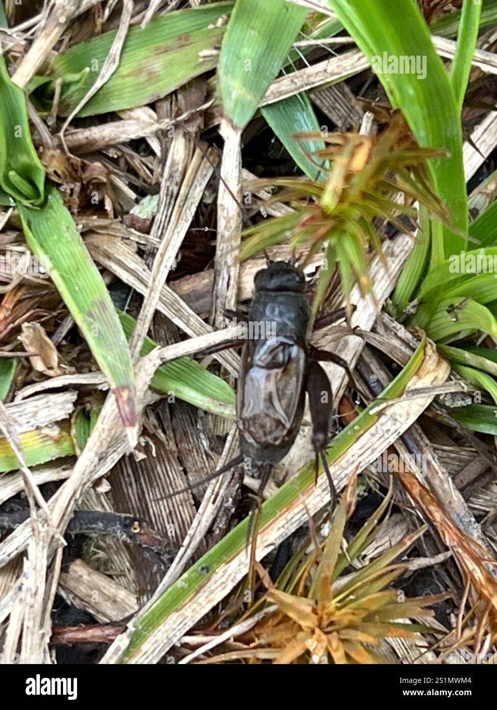 Robust Ground Crickets (Allonemobius Stock Photo - Alamy