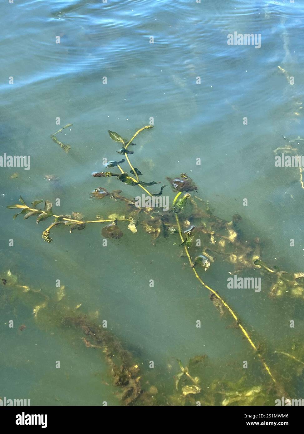 Perfoliate Pondweed (Potamogeton perfoliatus Stock Photo - Alamy