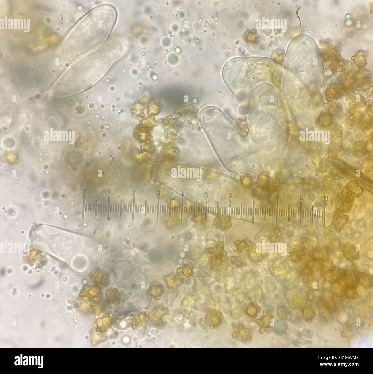 bulbous fibrecap (Inocybe napipes Stock Photo - Alamy