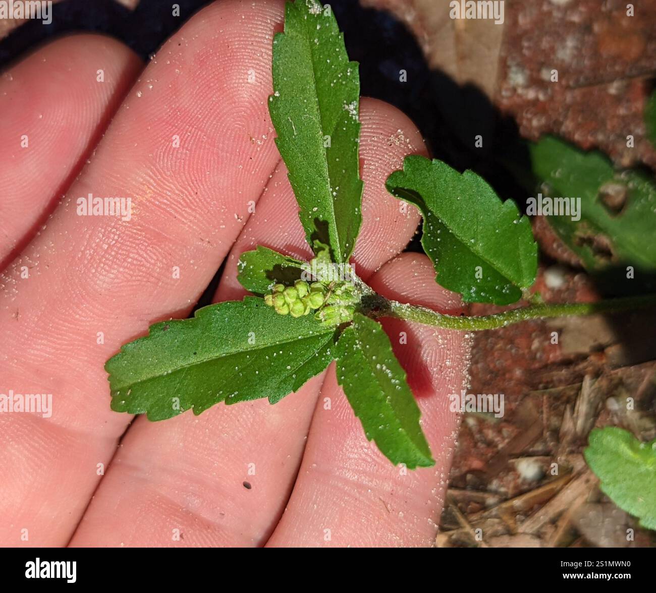 sand croton (Croton glandulosus septentrionalis Stock Photo - Alamy