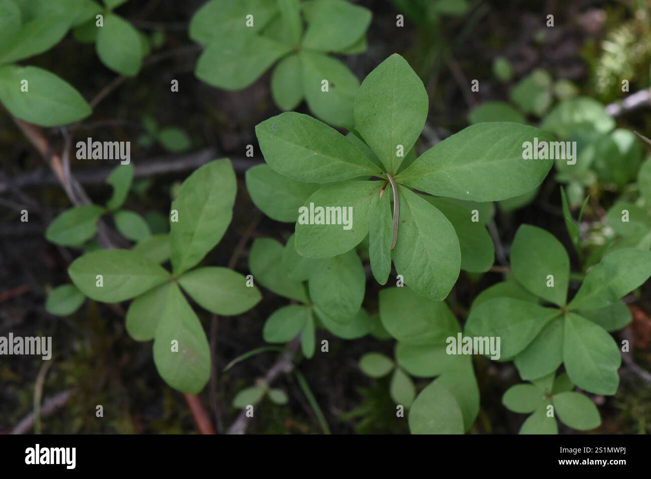 Arctic Starflower (Lysimachia europaea Stock Photo - Alamy