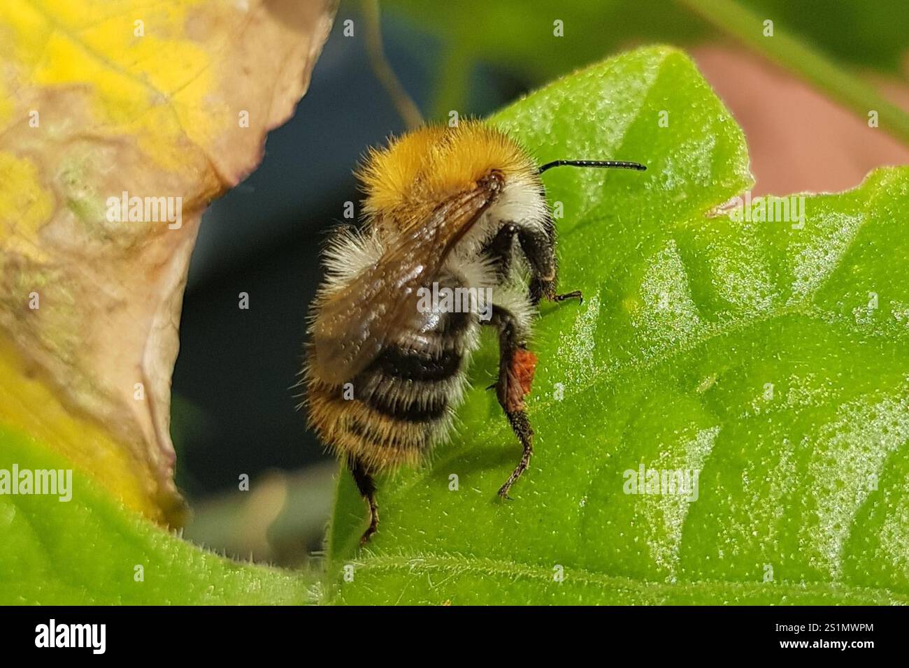 Common Carder Bumble Bee (Bombus pascuorum Stock Photo - Alamy