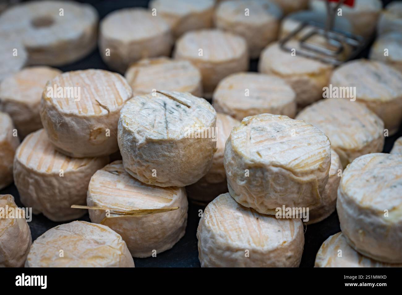 French goat chevre cheeses fresh and crottin chavignol, made from ...