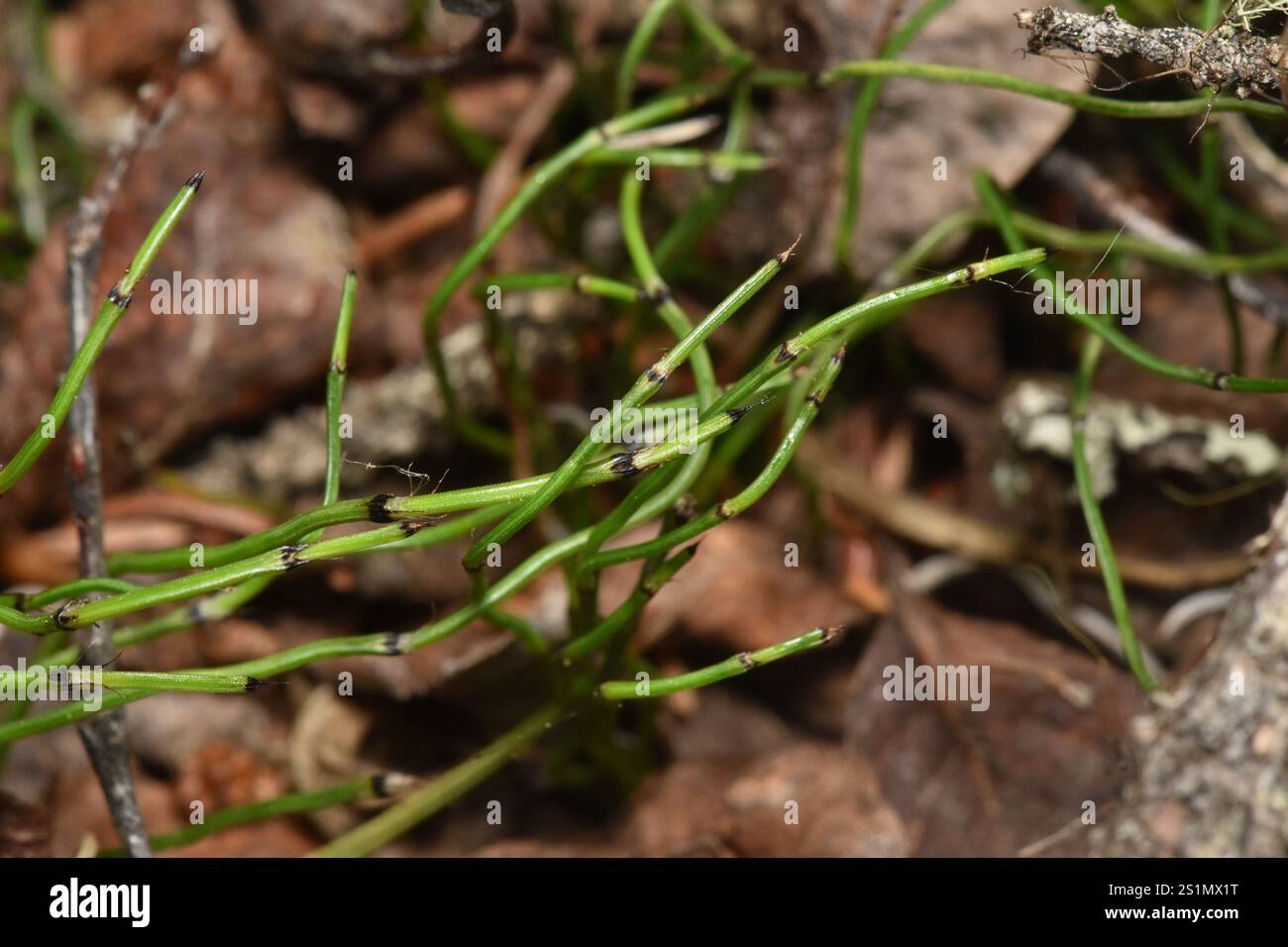 dwarf horsetail (Equisetum scirpoides Stock Photo - Alamy