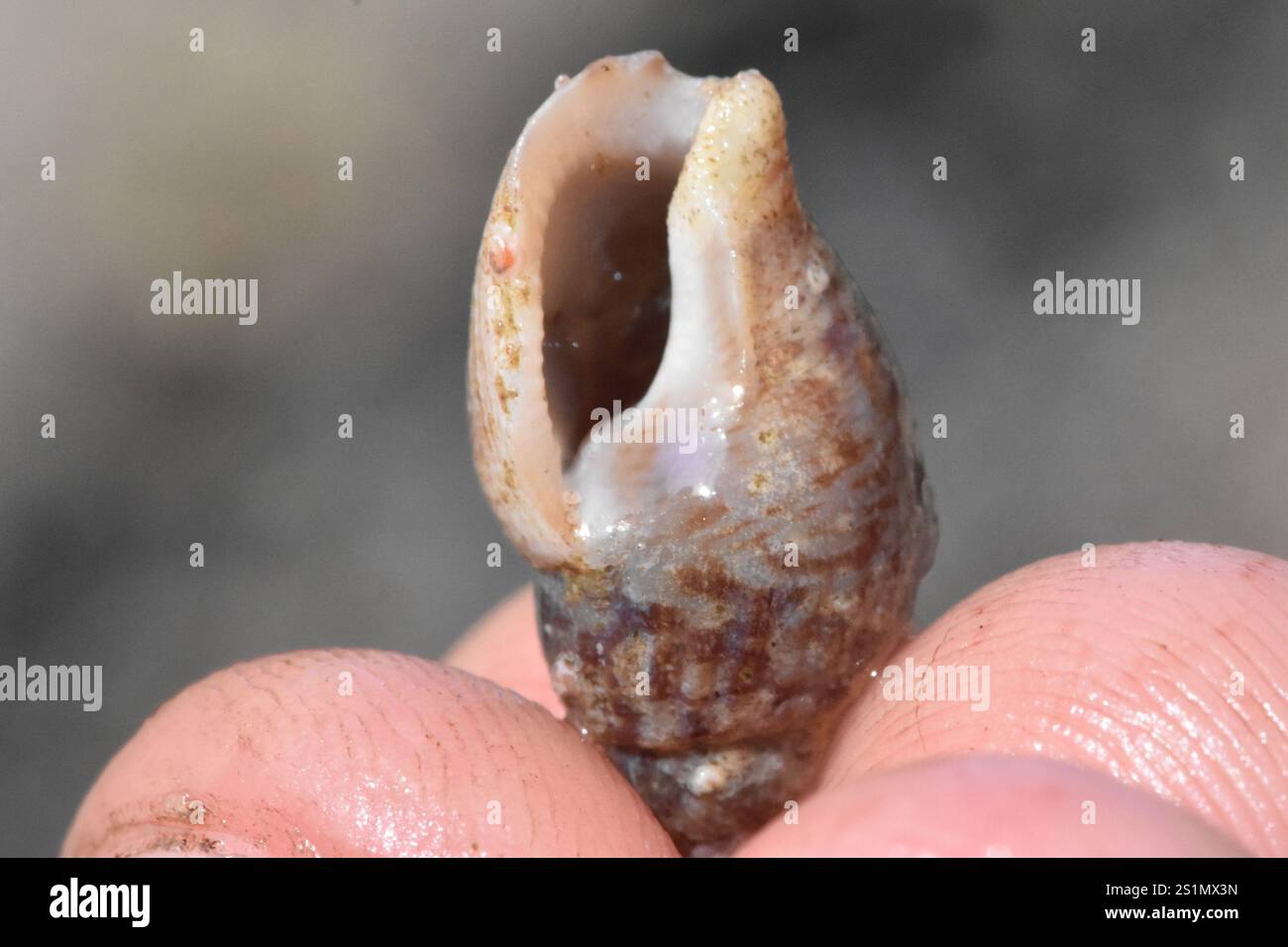 Dove Snails (Columbellidae Stock Photo - Alamy